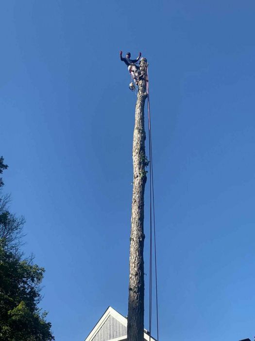 Carmel Tree Service & Landscaping | Tree of life